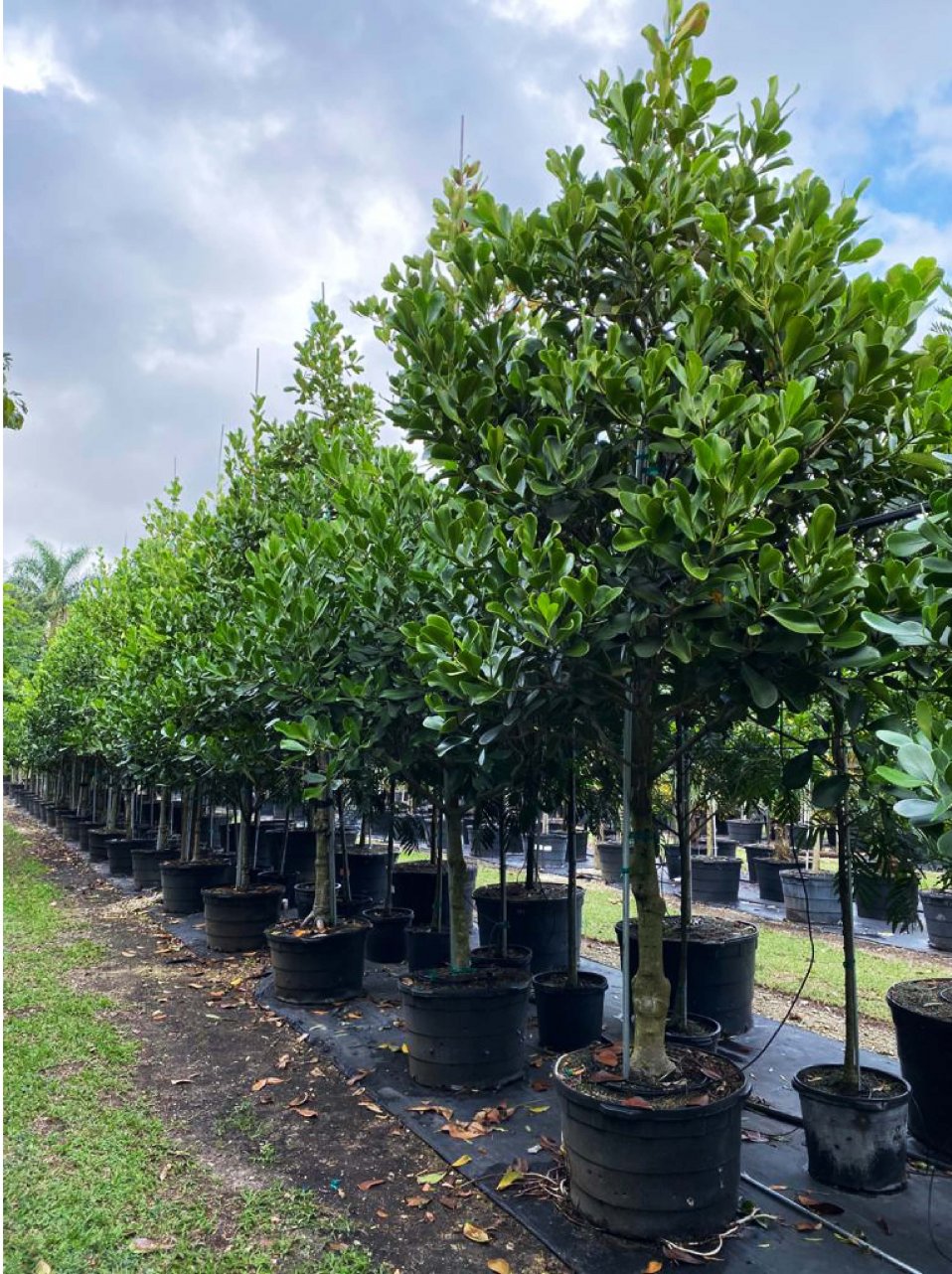 Clusia Guttifera – Small Leaf Clusia Hedge for Sale Florida | Treeworld ...