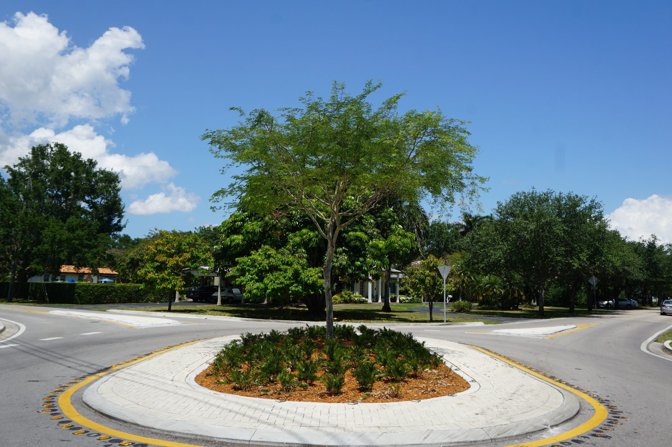 What Trees Grow On Islands? 9 Types | Treeworld Wholesale