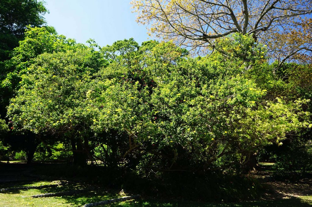Cordia Lutea - Yellow Geiger Tree for Sale Florida| Treeworld Wholesale