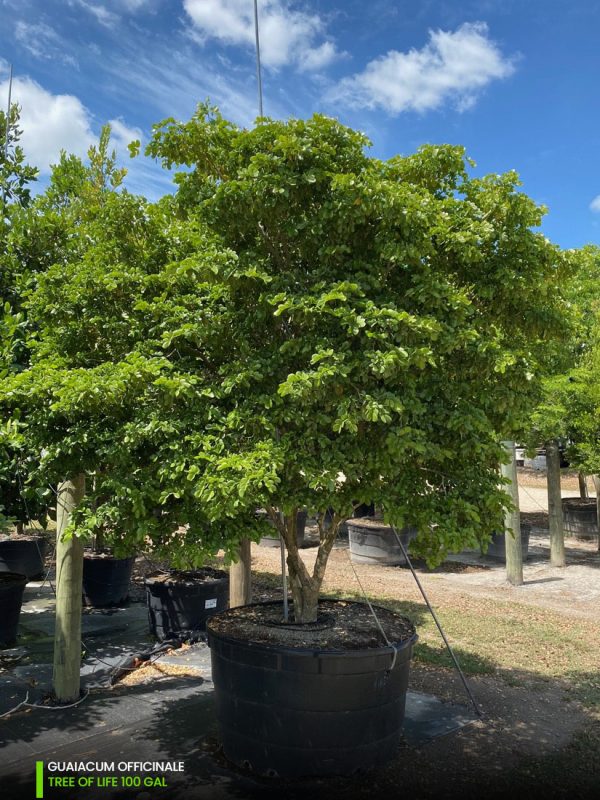 Guaiacum Officinale & Sanctun: Characteristics of Guaiac Trees ...