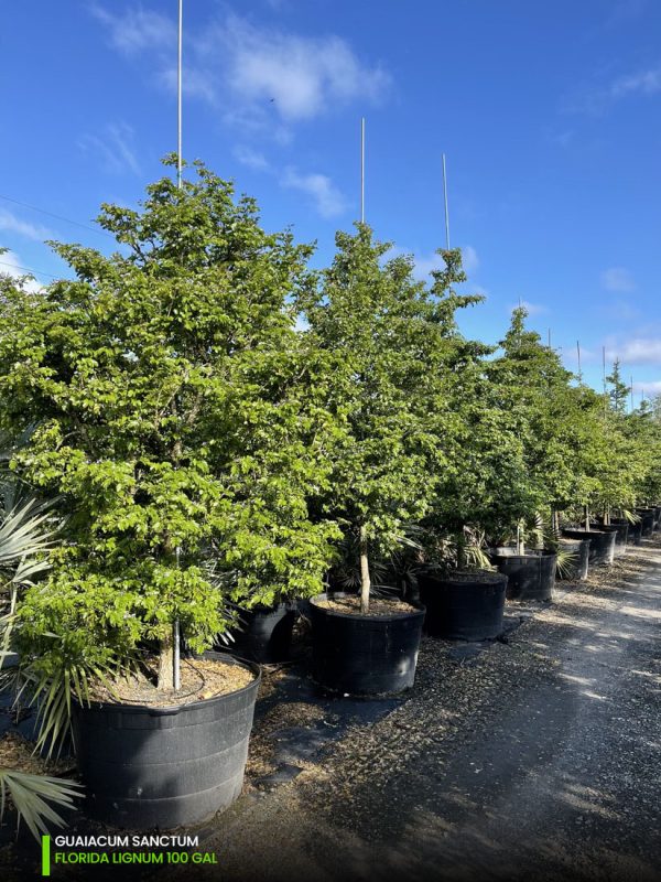 Guaiacum Officinale & Sanctun: Characteristics of Guaiac Trees ...