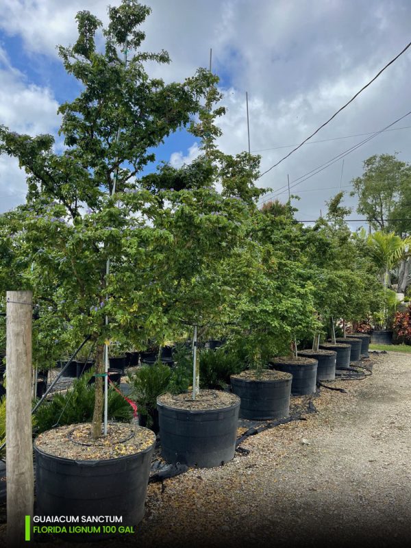 Guaiacum Officinale & Sanctun: Characteristics of Guaiac Trees ...