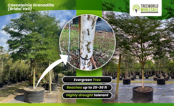 Bridal Veil Tree Description, Care & Lanscaping | Treeworld Wholesale