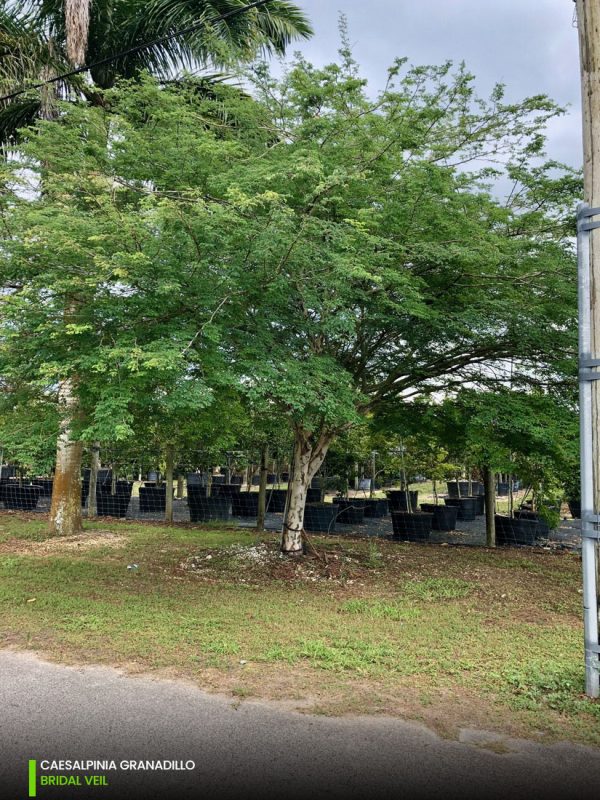 Bridal Veil Tree Description, Care & Lanscaping | Treeworld Wholesale