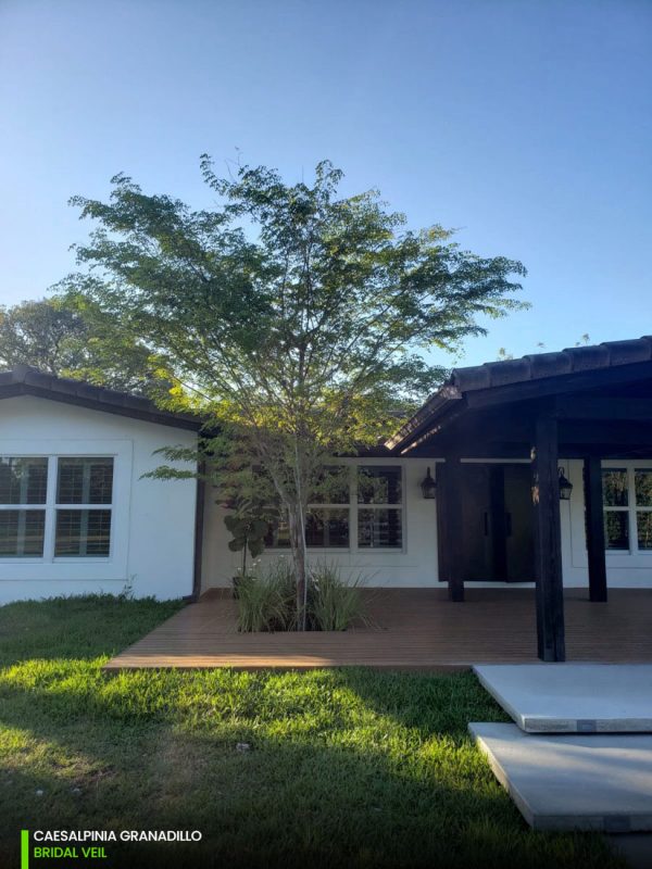 Bridal Veil Tree Description, Care & Lanscaping | Treeworld Wholesale