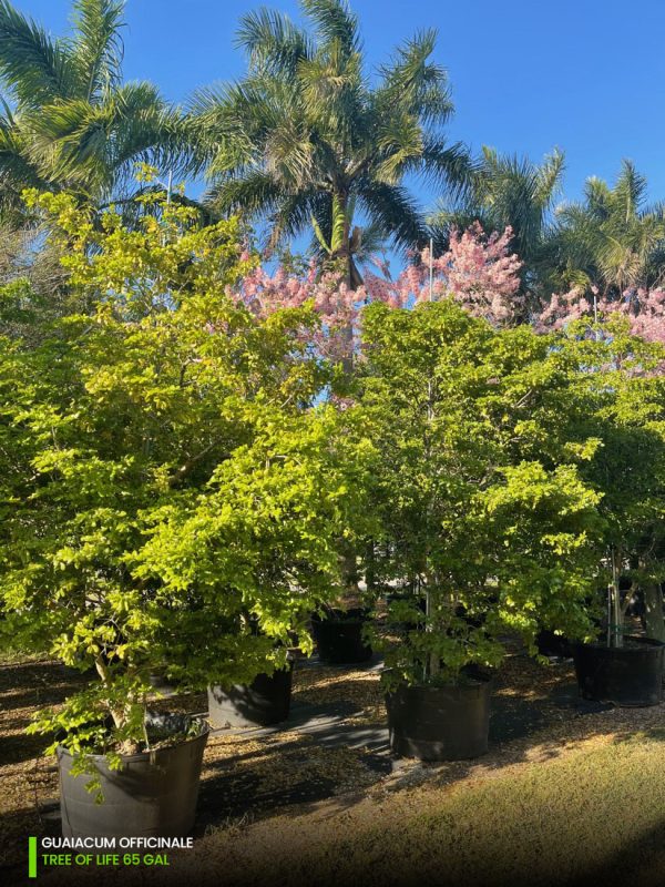 Guaiacum Officinale & Sanctun: Characteristics of Guaiac Trees ...