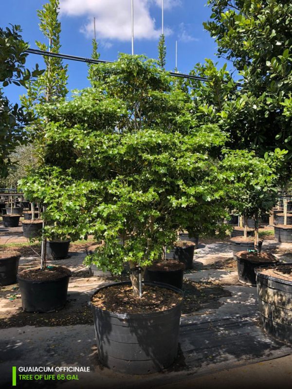 Guaiacum Officinale & Sanctun: Characteristics of Guaiac Trees ...