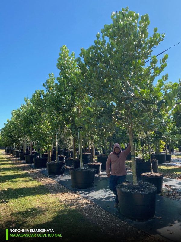 Privacy Hedges In Florida: All You Need To Know | Treeworld Wholesale