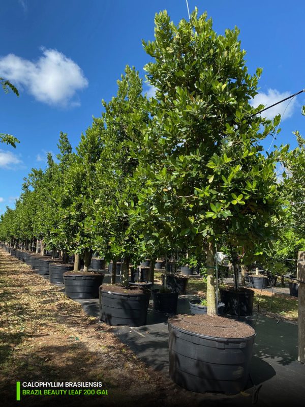 Privacy Hedges In Florida: All You Need To Know | Treeworld Wholesale