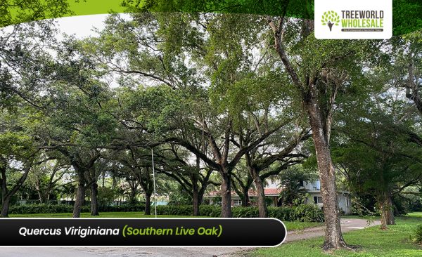 Southern Landmark Native Trees | Treeworld Wholesale