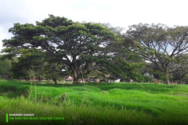 Samanea Saman - Rain Tree Characteristics and Overview | Treeworld ...