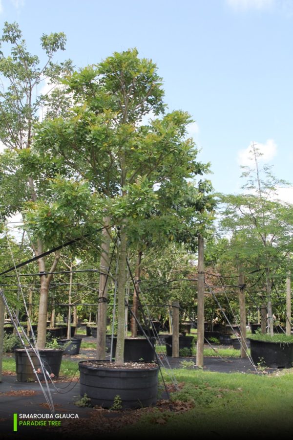 Selecting Wind Resistant Trees (Part 1) | Treeworld Wholesale