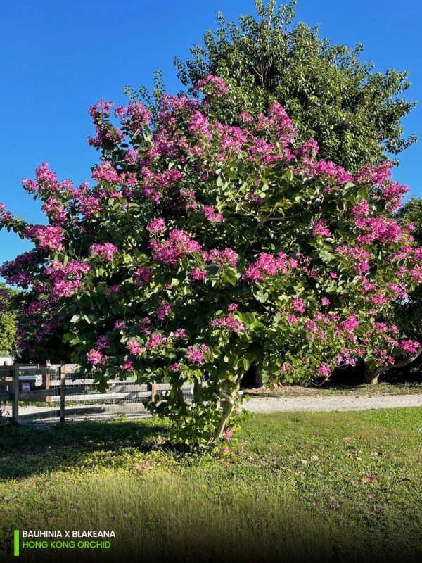 Hong Kong Orchid Tree: Pros and Cons | Treeworld Wholesale