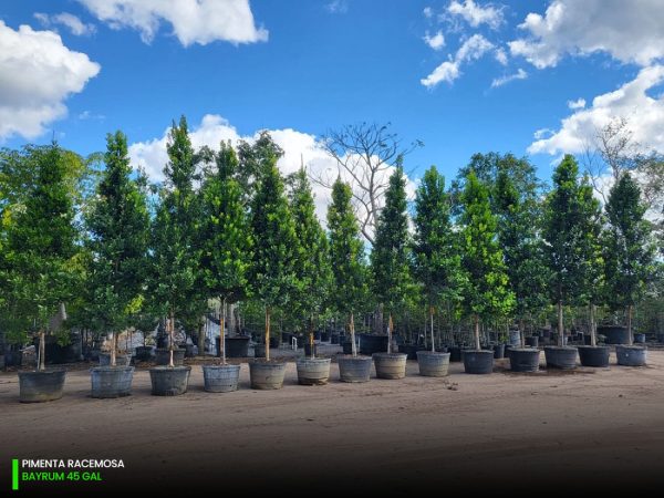 Bayrum Tree FAQ - What to Know about Pimenta Racemosa? | Treeworld ...