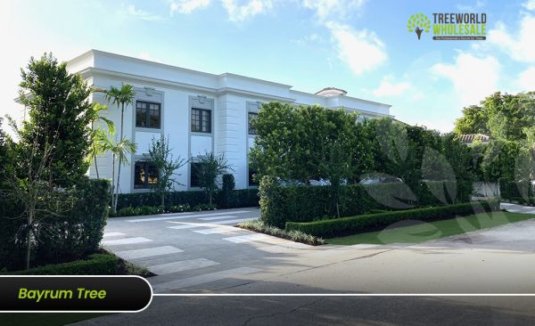 Bayrum Tree FAQ - What to Know about Pimenta Racemosa? | Treeworld ...