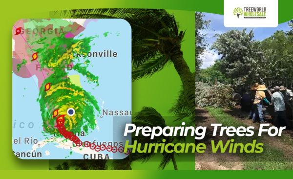 Protect Trees From Wind: How To Do It? Hurricane-Resistant Trees ...