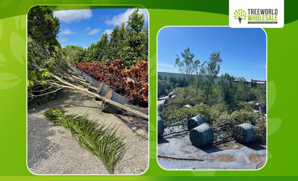 Protect Trees From Wind: How To Do It? Hurricane-Resistant Trees ...