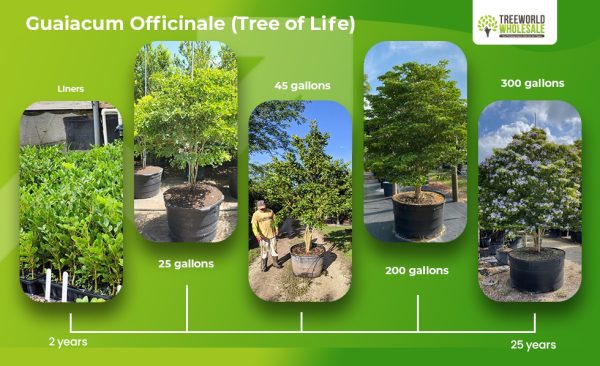 The True Value of a Tree and Tree Planting | TreeWorld Wholesale