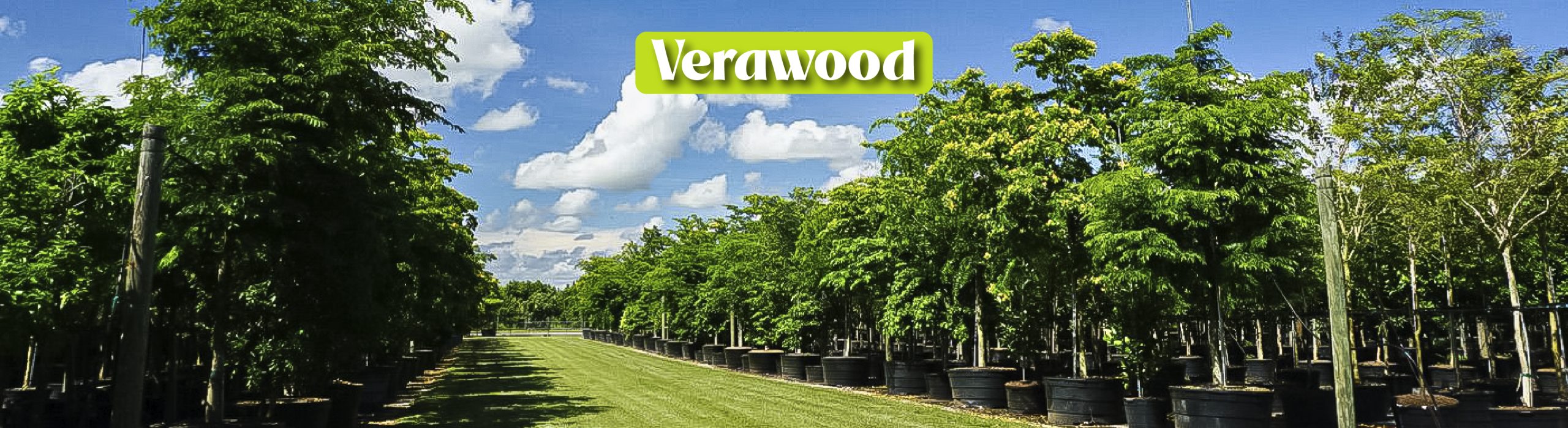 Wholesale Trees Nursery South Florida 🌳 | TreeWorld Wholesale