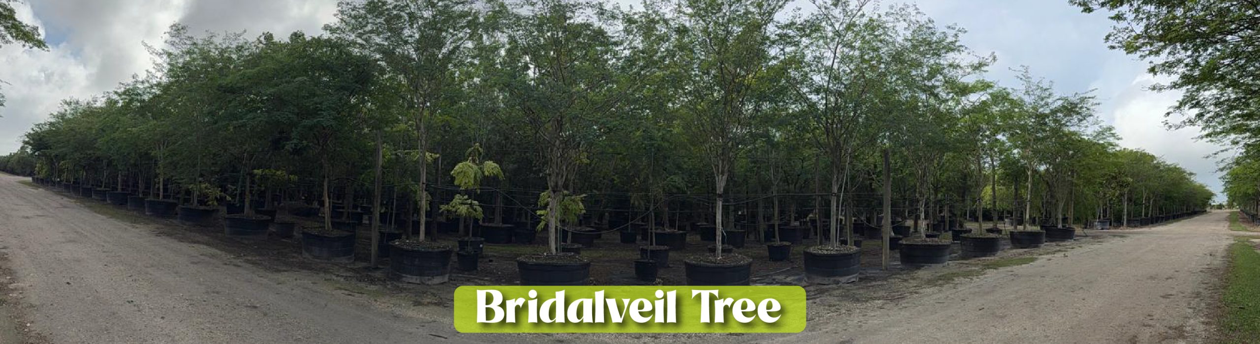 Wholesale Trees Nursery South Florida 🌳 | TreeWorld Wholesale