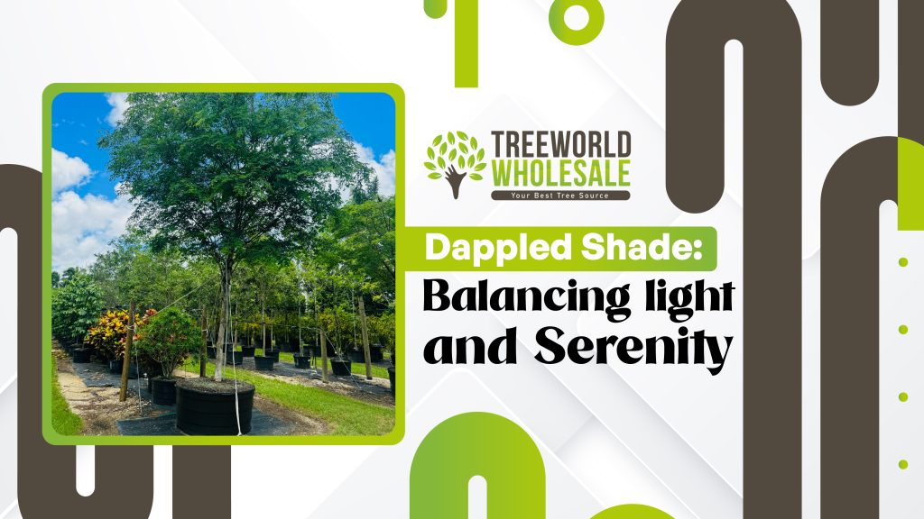 Dappled Shade Trees & Meaning | Treeworld Wholesale