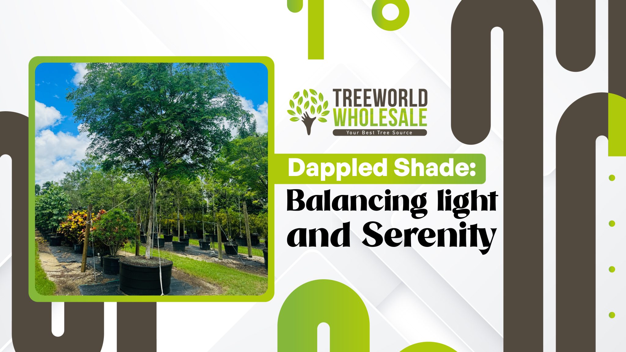 Dappled Shade Trees & Meaning | Treeworld Wholesale