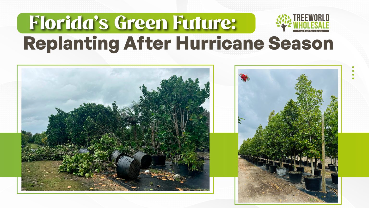 How to Rebuild the Landscape After Hurricane season? | TreeWorld Wholesale