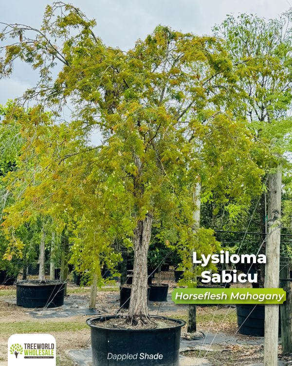 Dappled Shade Trees & Meaning | Treeworld Wholesale