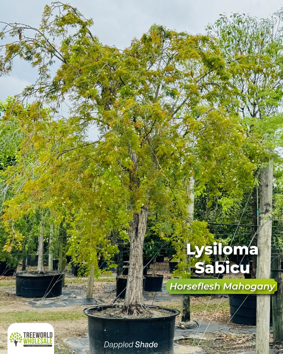 Dappled Shade Trees & Meaning | Treeworld Wholesale