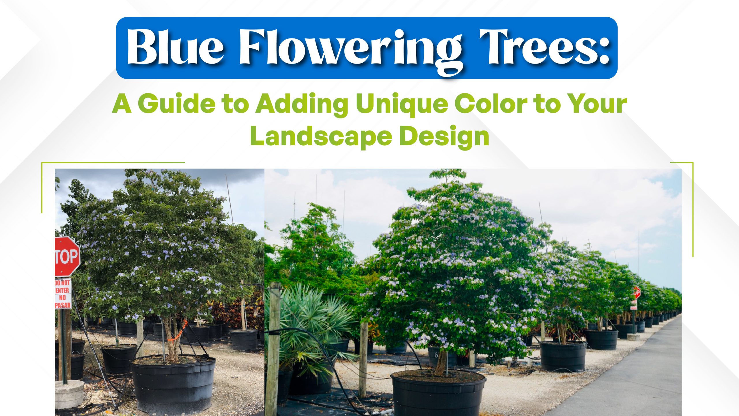 Trees With Blue Flowers | Tree World Wholesale