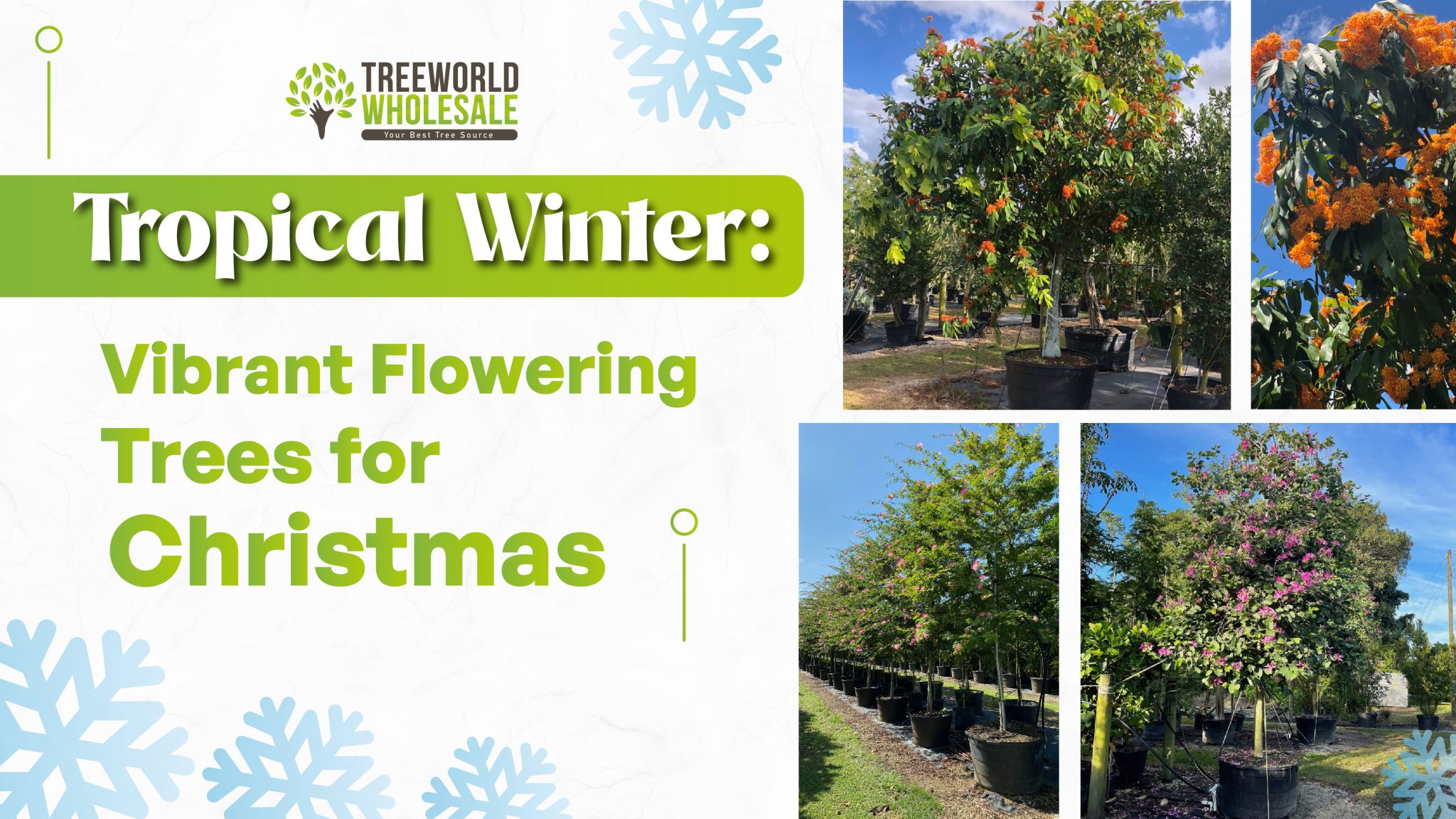 Tropical Winter Flowering Trees | Tree World Wholesale