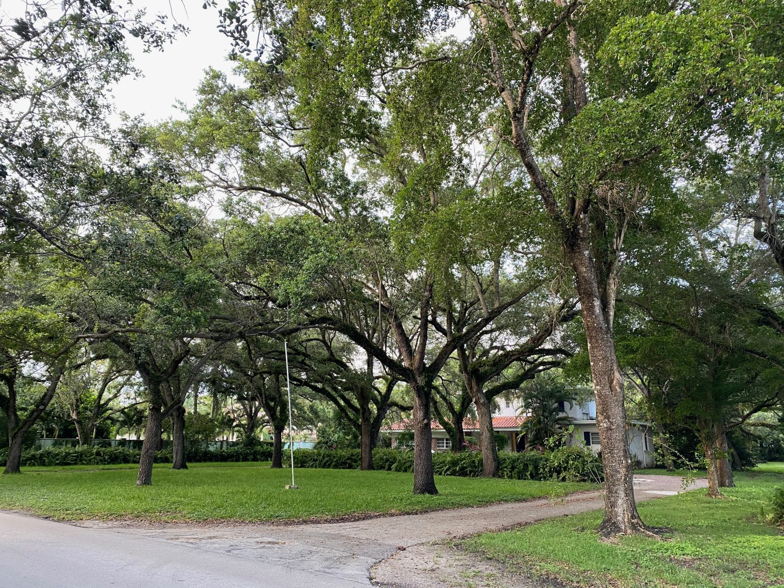Best Trees for Southern Gardens Guide | Treeworld Wholesale