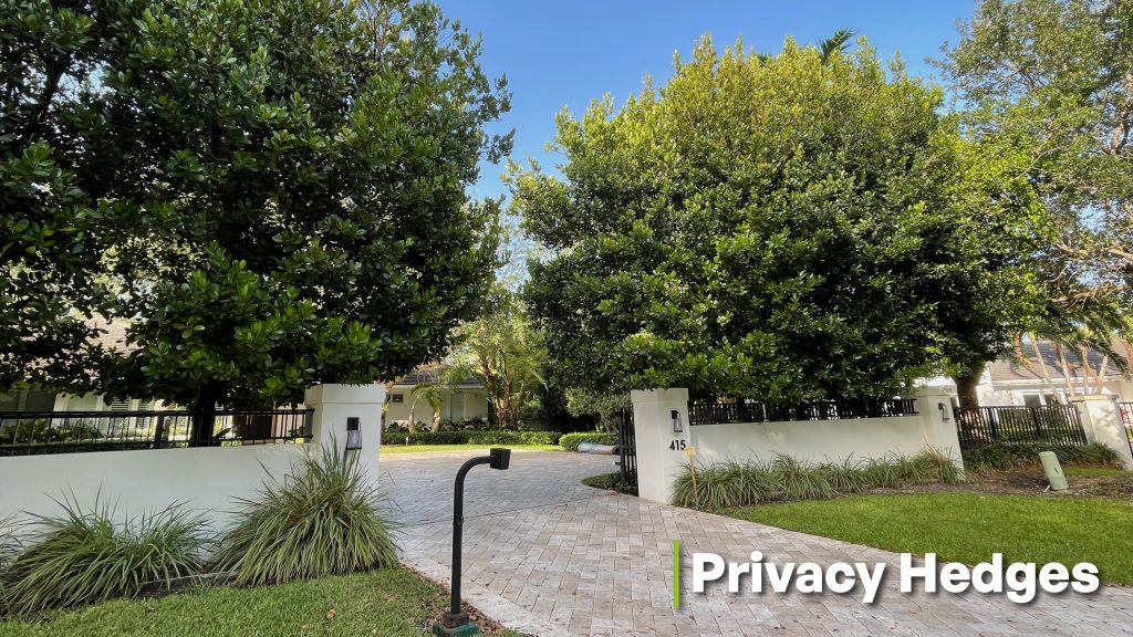Privacy Landscaping Ideas for Your Garden
