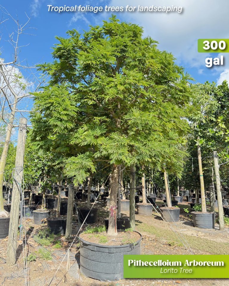 Resilient Tropical Foliage Trees | Tree World Wholesale