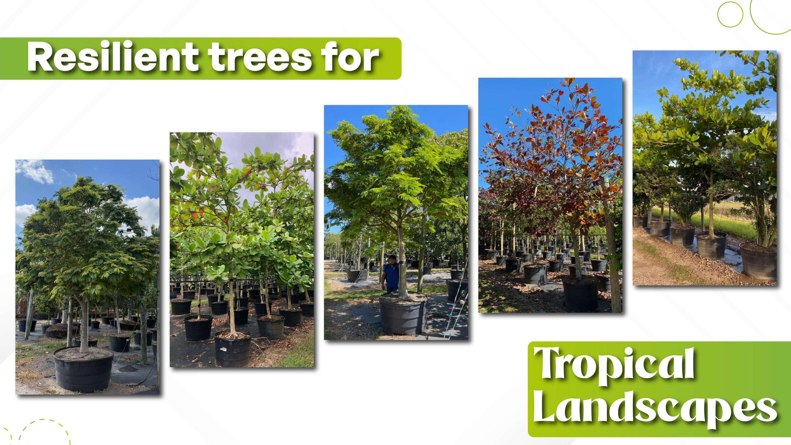 Resilient Tropical Foliage Trees | Tree World Wholesale