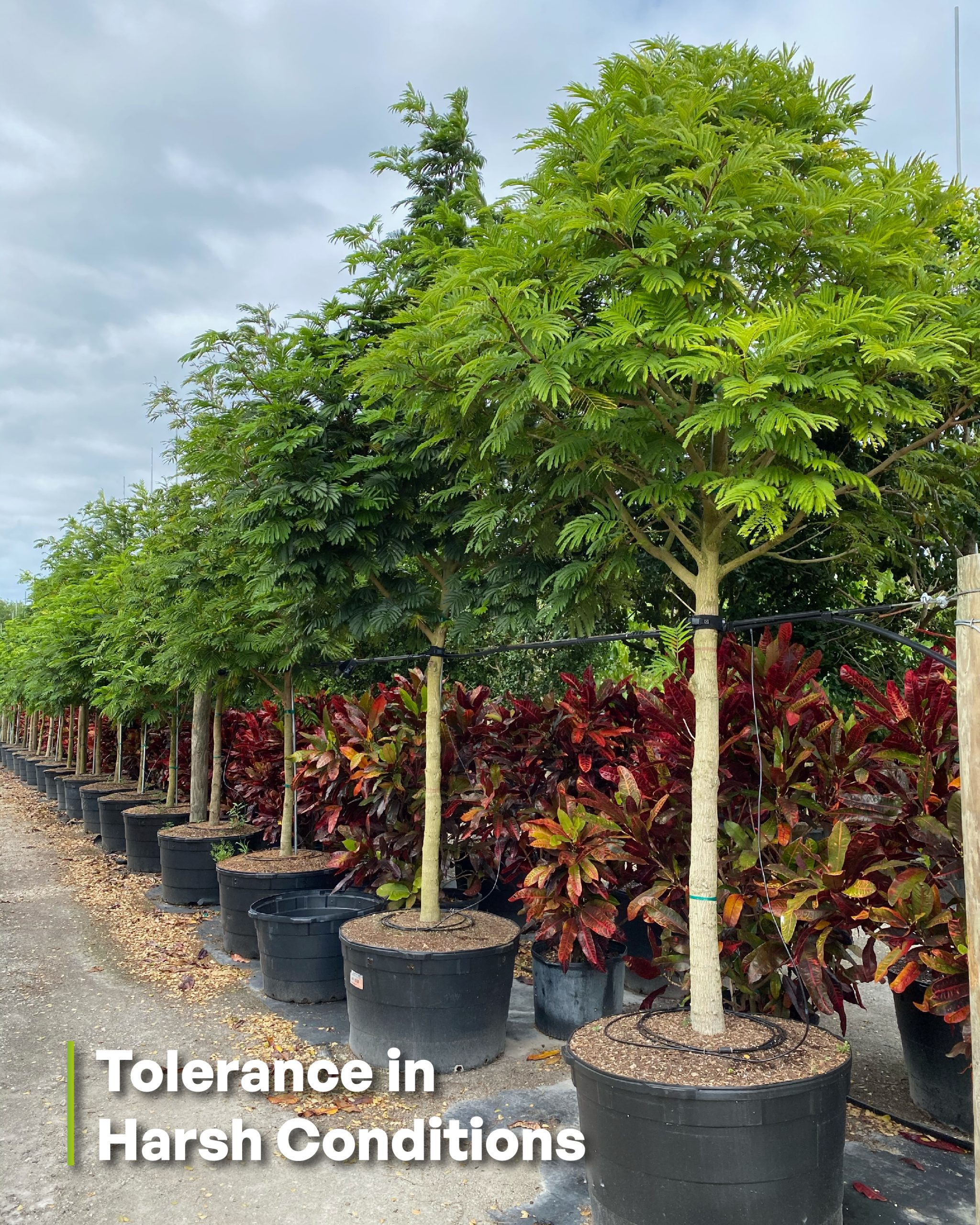 Resilient Tropical Foliage Trees | Tree World Wholesale