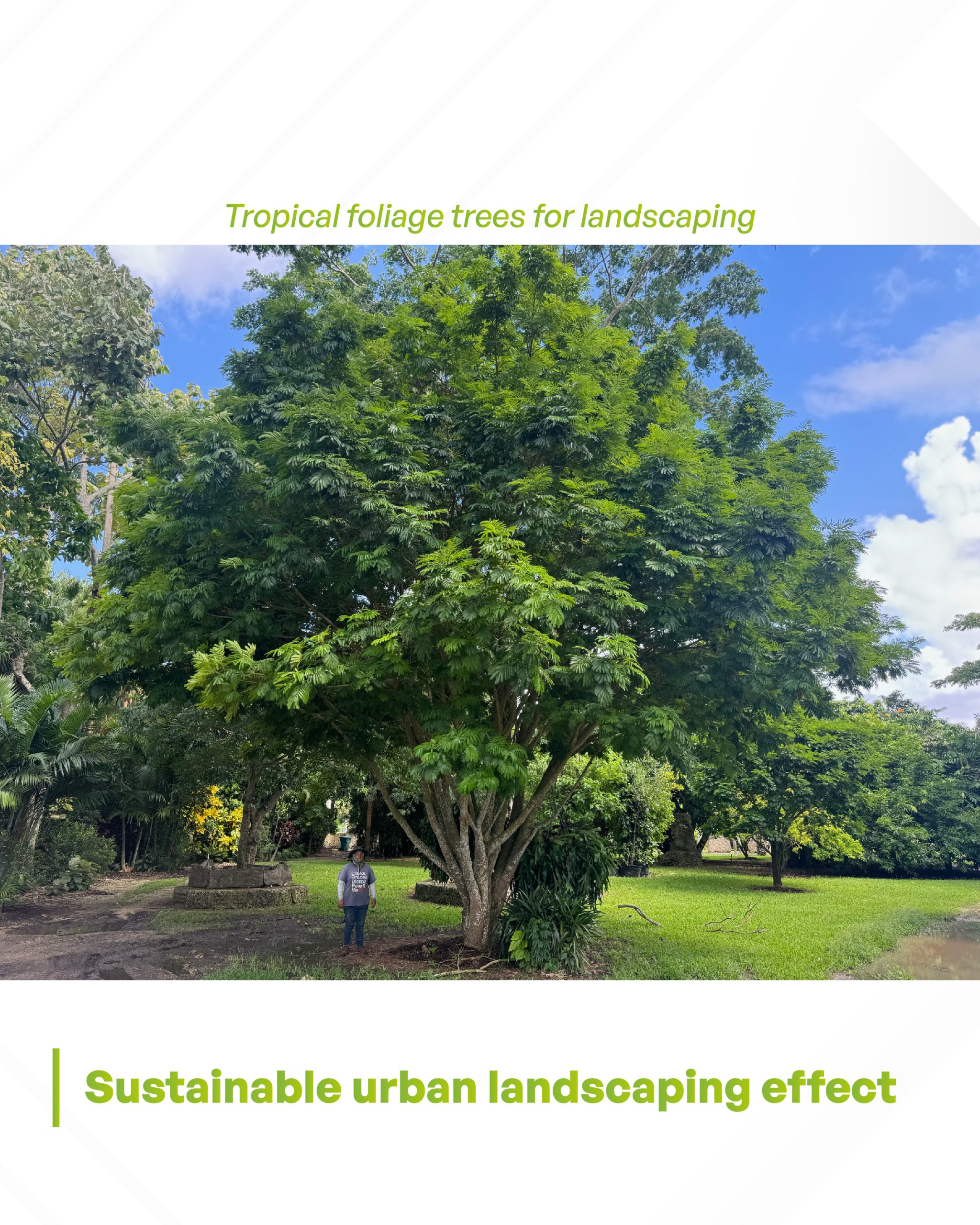 Resilient Tropical Foliage Trees | Tree World Wholesale