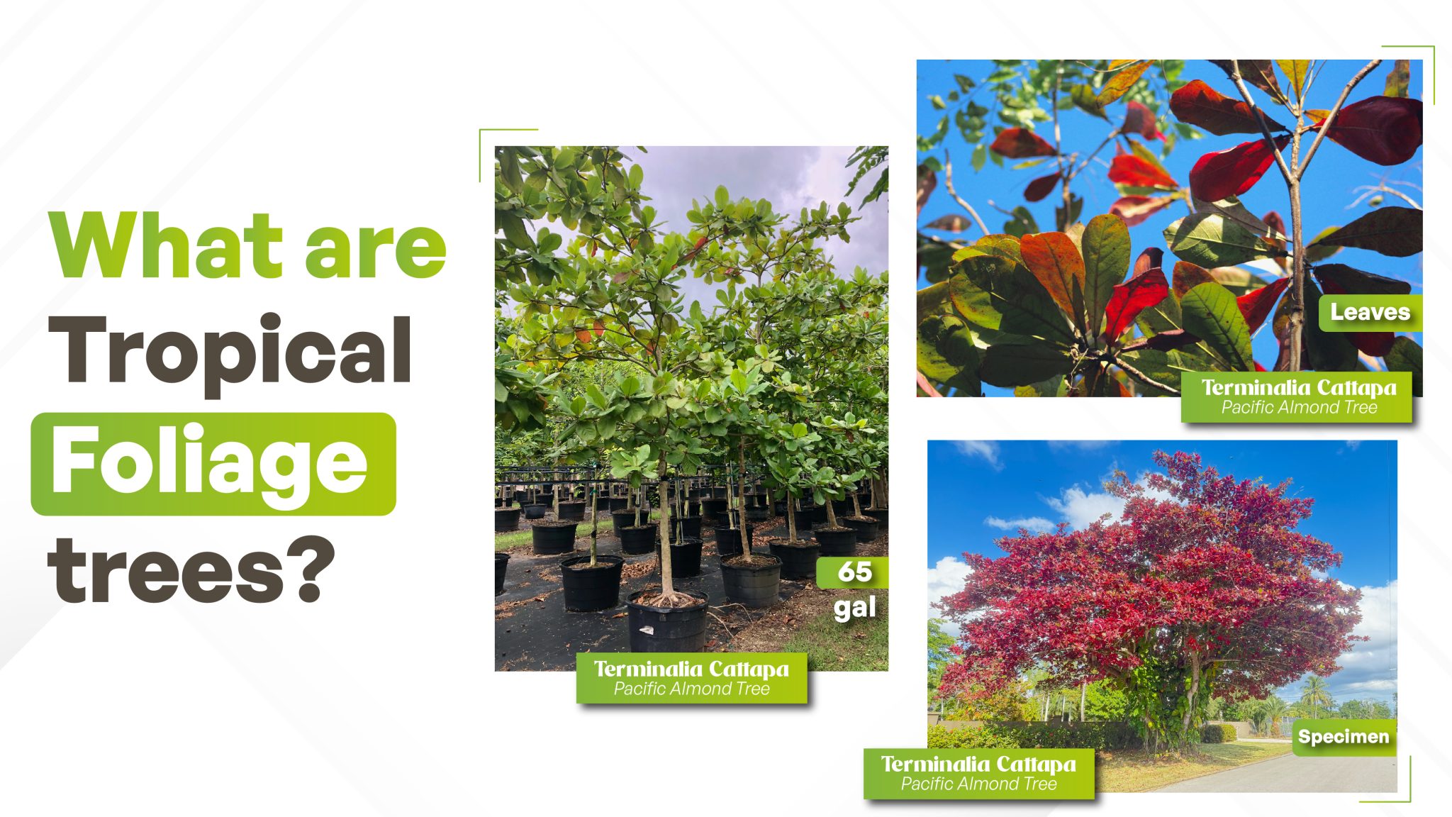 Resilient Tropical Foliage Trees | Tree World Wholesale
