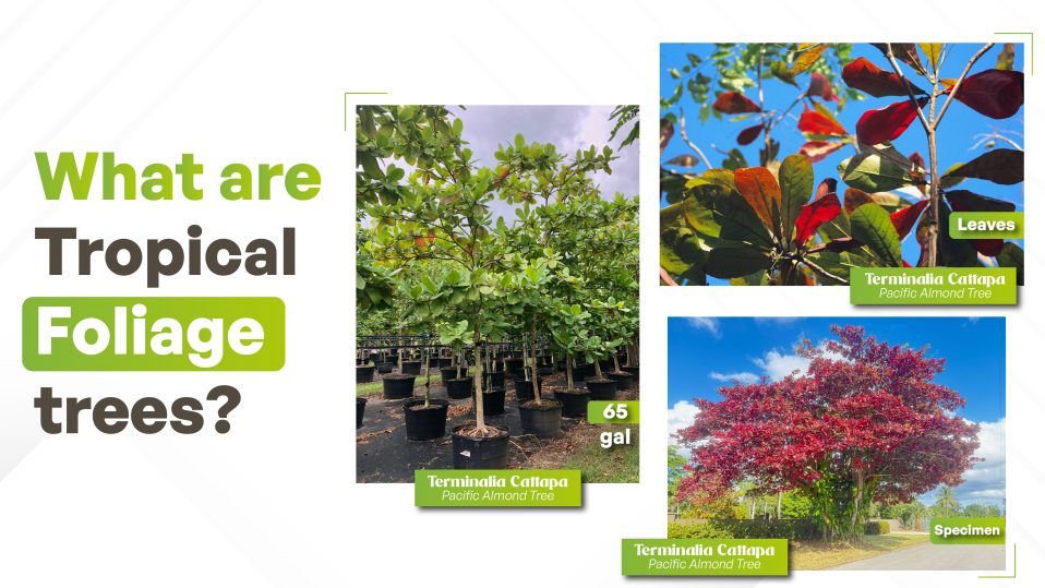 Resilient Tropical Foliage Trees | Tree World Wholesale