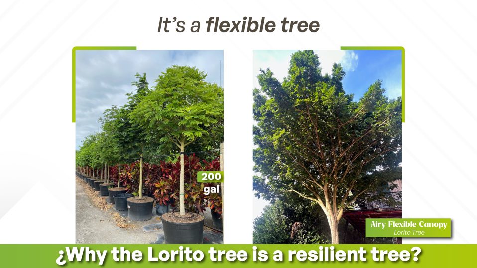 Resilient Tropical Foliage Trees | Tree World Wholesale
