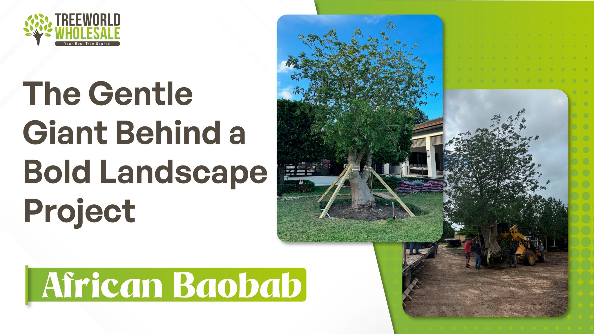 Landscape Project with African Baobab | TreeWorld Wholesale