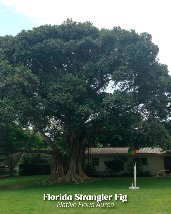 What Are Aerial Roots? Tree Examples | TreeWorld Wholesale