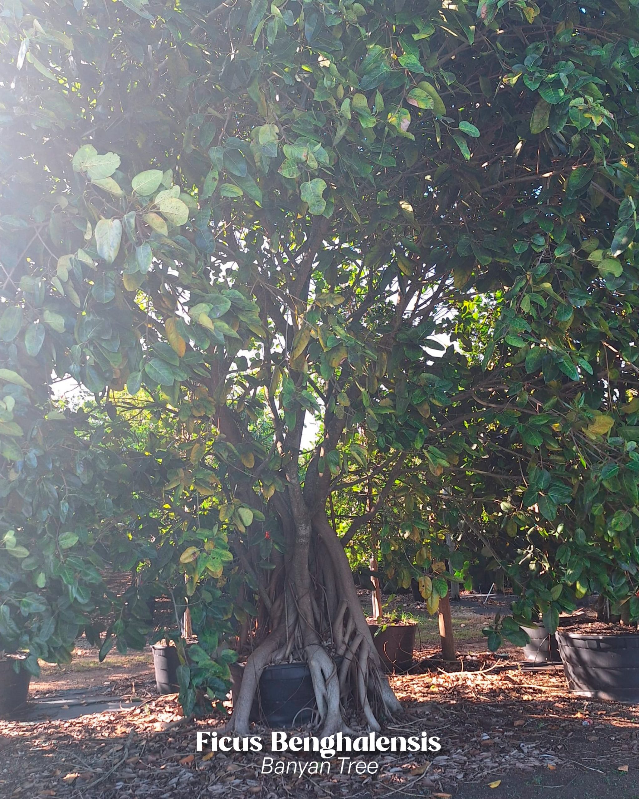 What Are Aerial Roots? Tree Examples | TreeWorld Wholesale