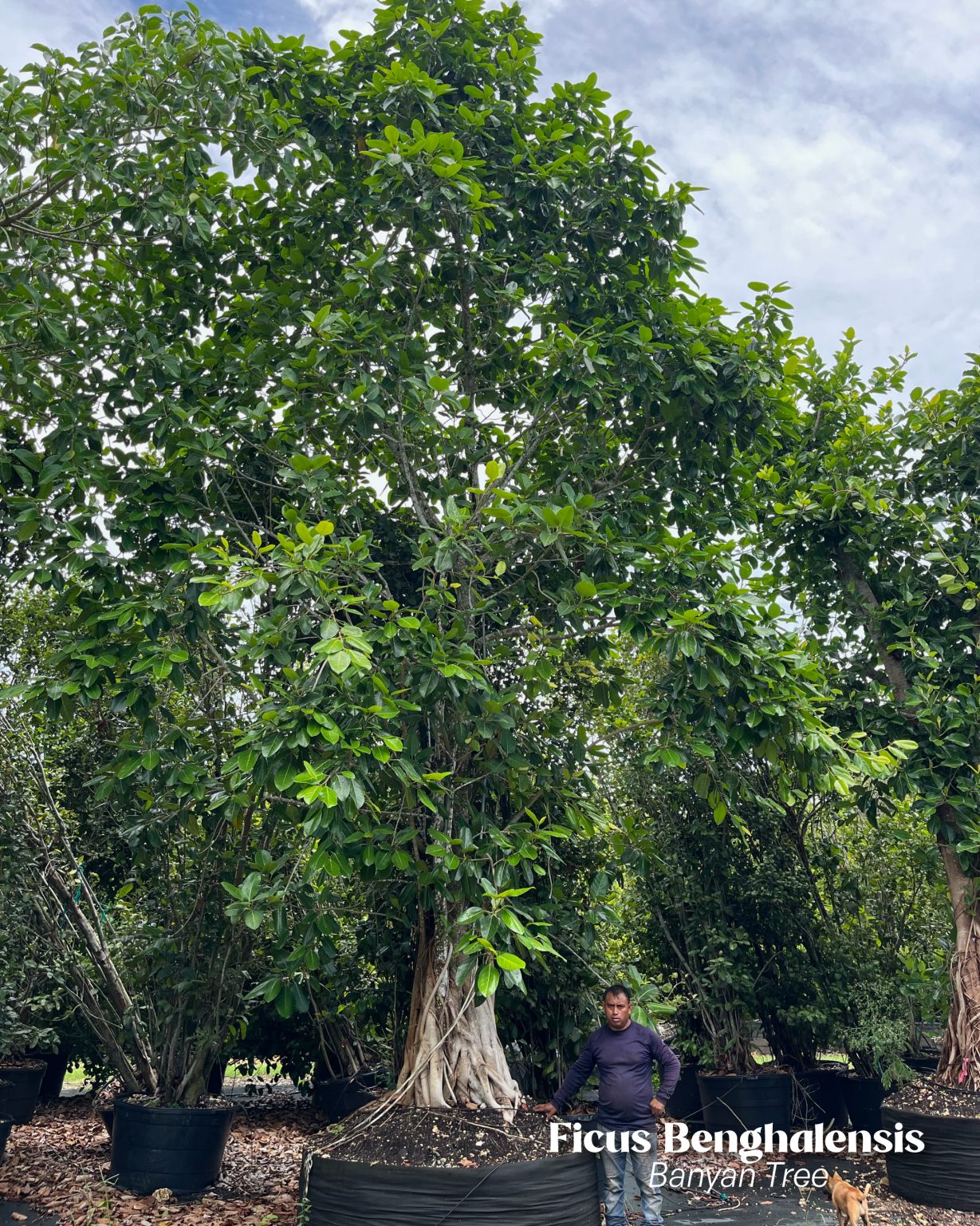 What Are Aerial Roots? Tree Examples | TreeWorld Wholesale