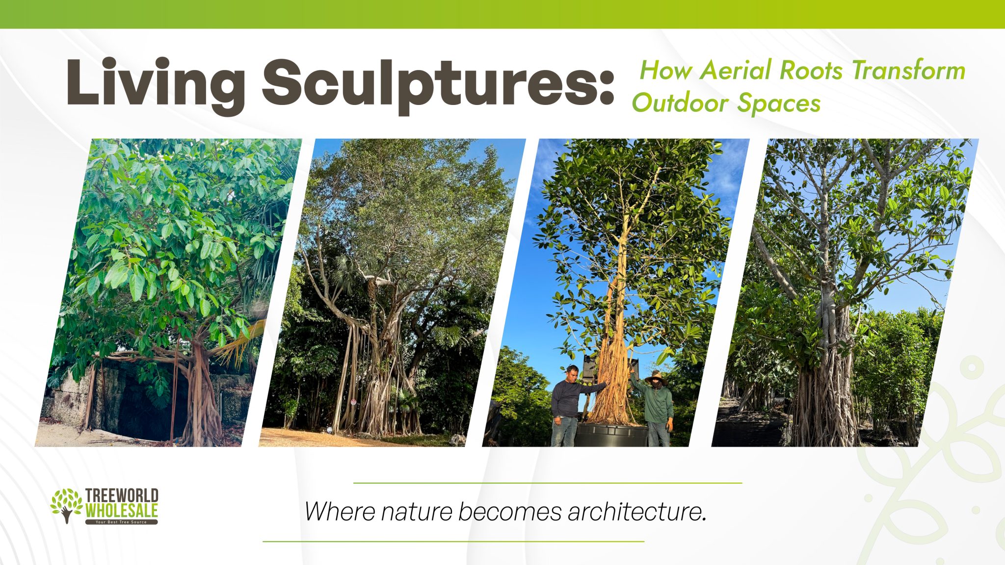 What Are Aerial Roots? Tree Examples | TreeWorld Wholesale