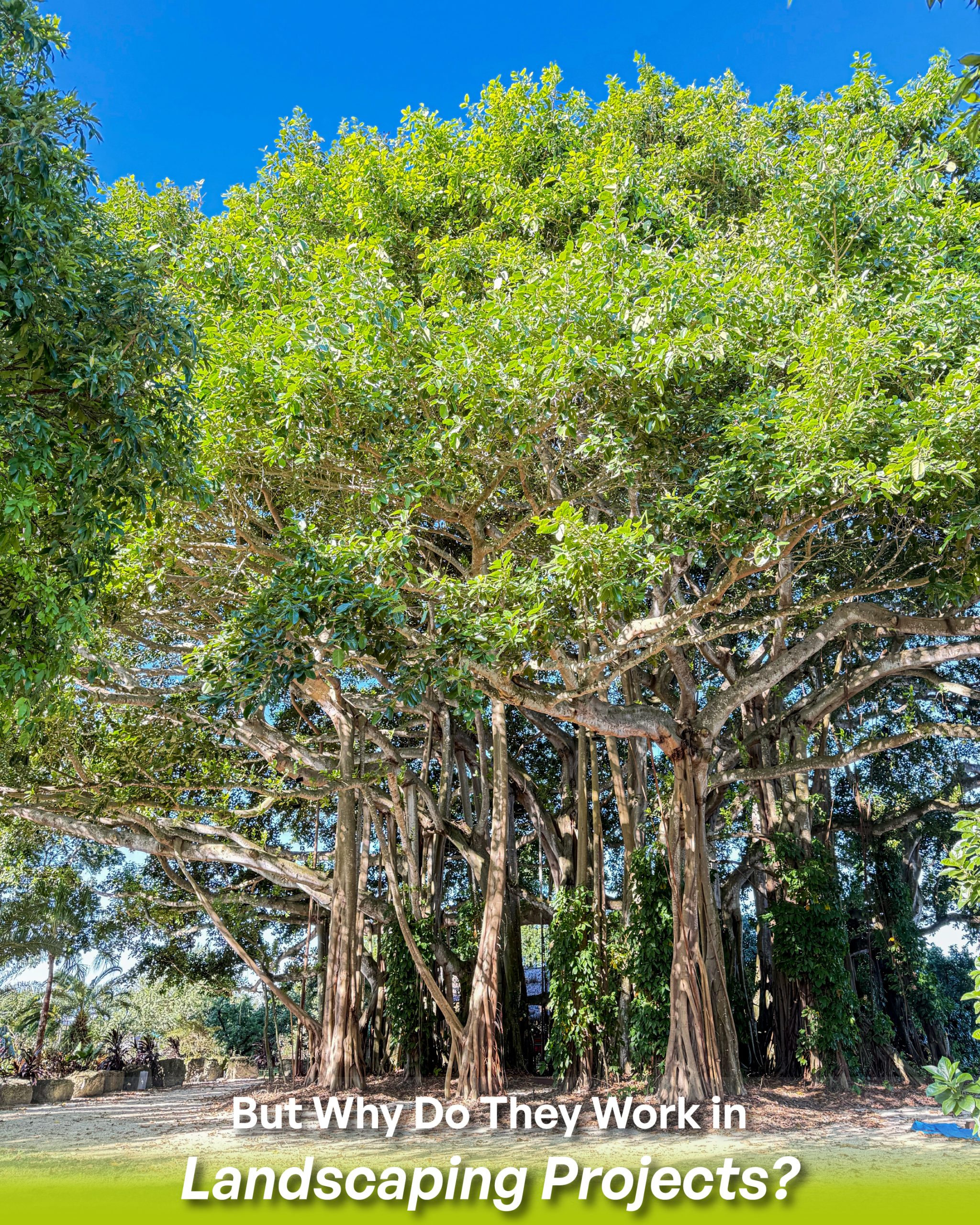 What Are Aerial Roots? Tree Examples | TreeWorld Wholesale