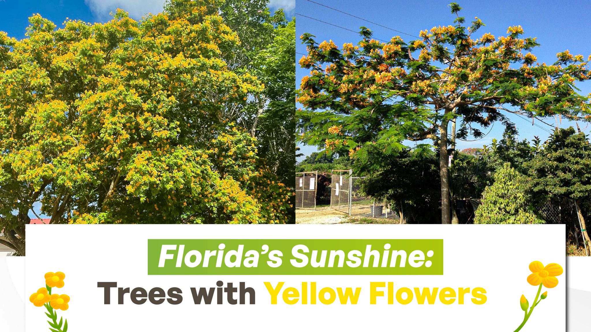 Tree with yellow flowers in Florida: Top 3 Species | TreeWorld Wholesale