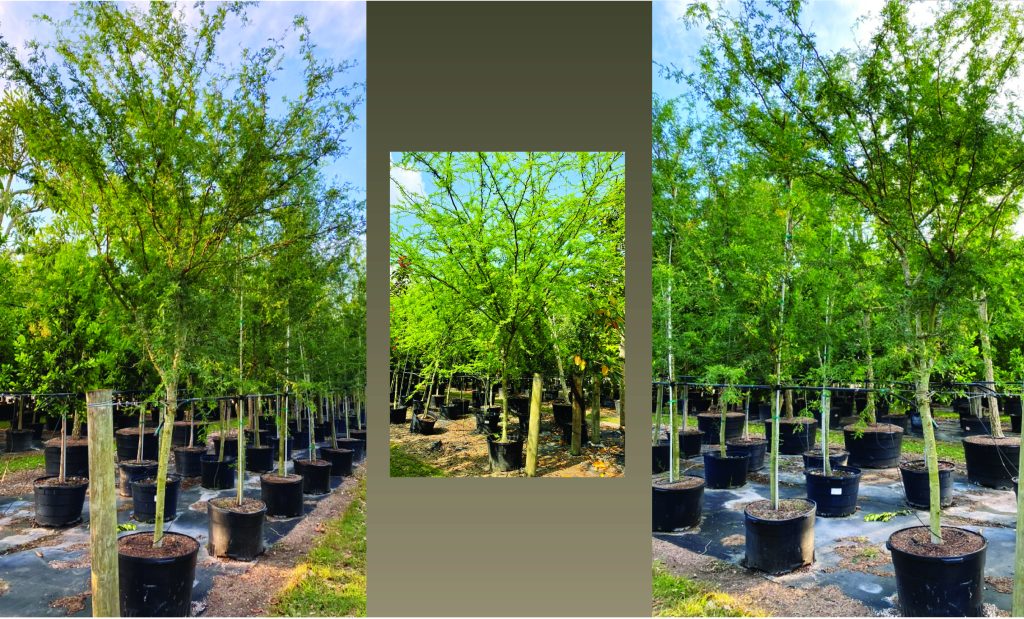 African Tree Species & Names | Treeworld Wholesale