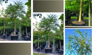 African Tree Species & Names | Treeworld Wholesale