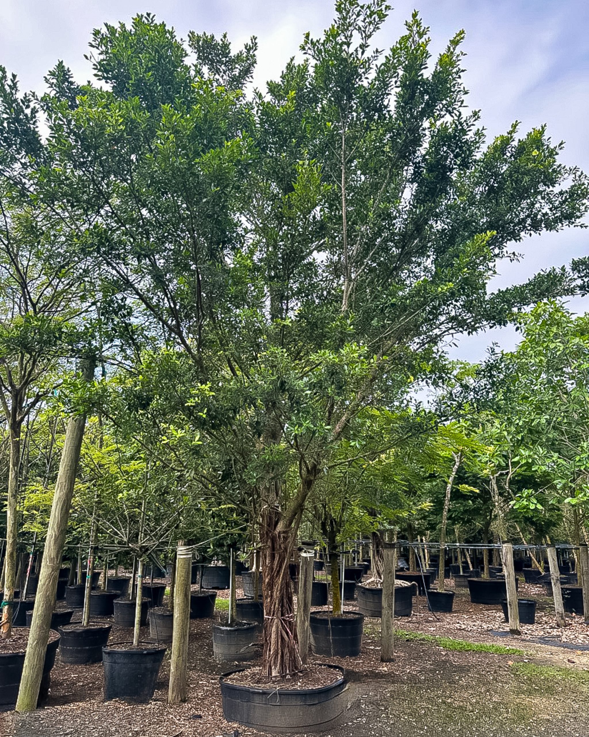 What Are Aerial Roots? Tree Examples | TreeWorld Wholesale